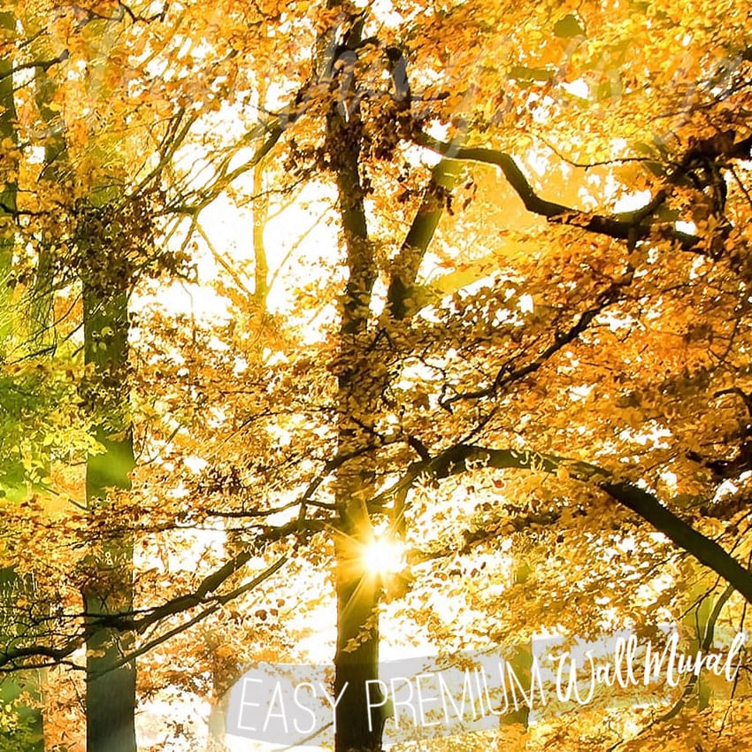 Golden Forest Wall Mural - Autumn Sunshine Wallpaper Mural • Sticky Things